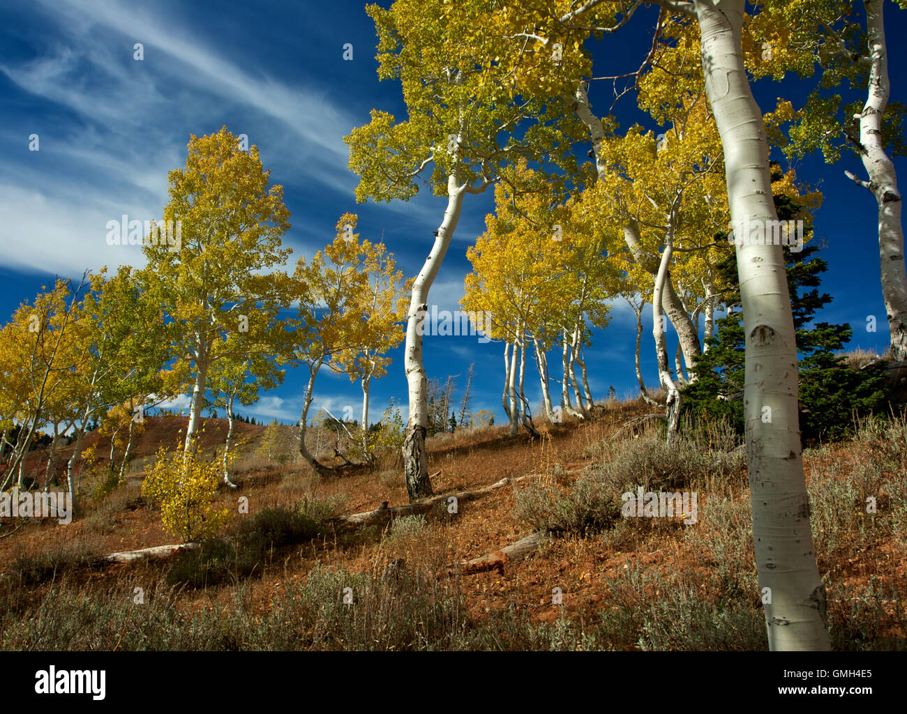 Aspens grove hi-res stock photography and images - Alamy