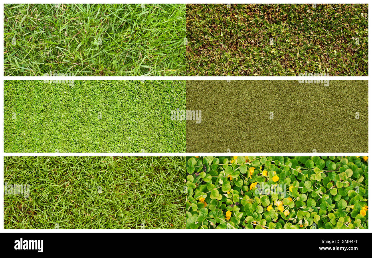 Set of grass Stock Photo - Alamy