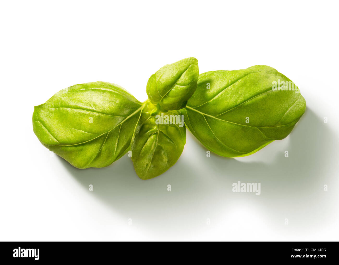 spring of basil in the sun Stock Photo - Alamy