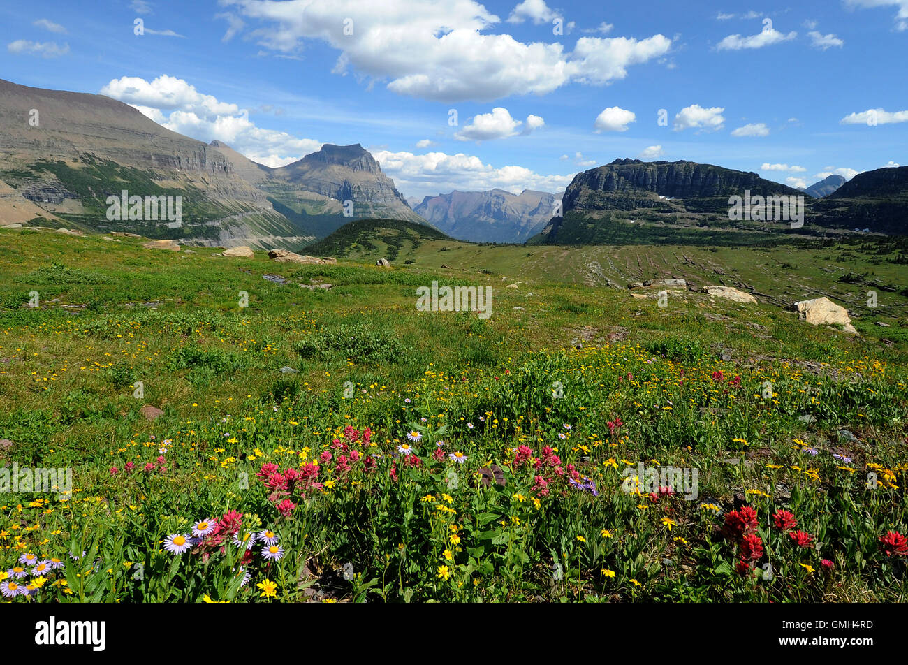 Montana glacier wildflowers hi-res stock photography and images - Alamy