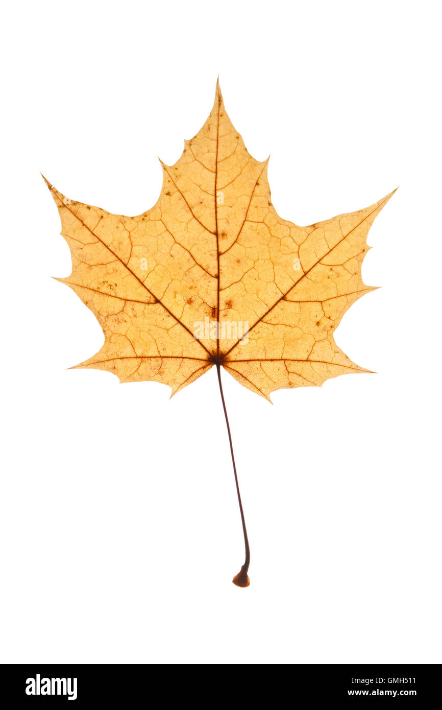 Changes of the season green leaf Cut Out Stock Images & Pictures - Alamy