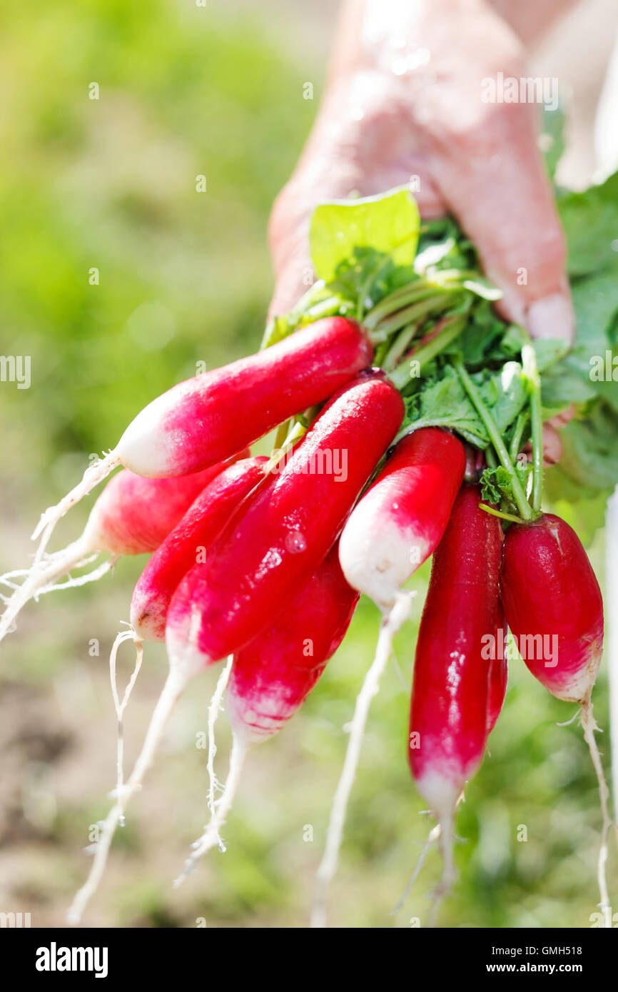 Woman hold bunch radishes hi-res stock photography and images - Alamy