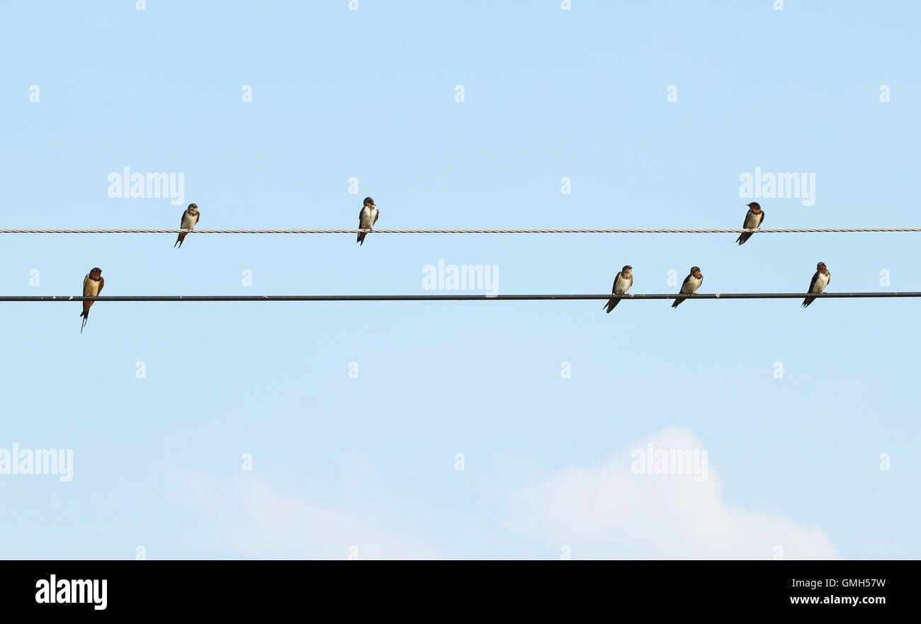 Sparrow sitting on electric line hi-res stock photography and images ...