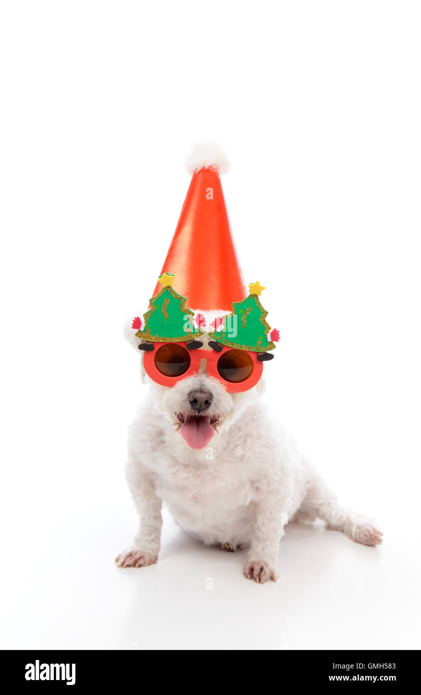 Dog christmas humour tree hi-res stock photography and images - Alamy
