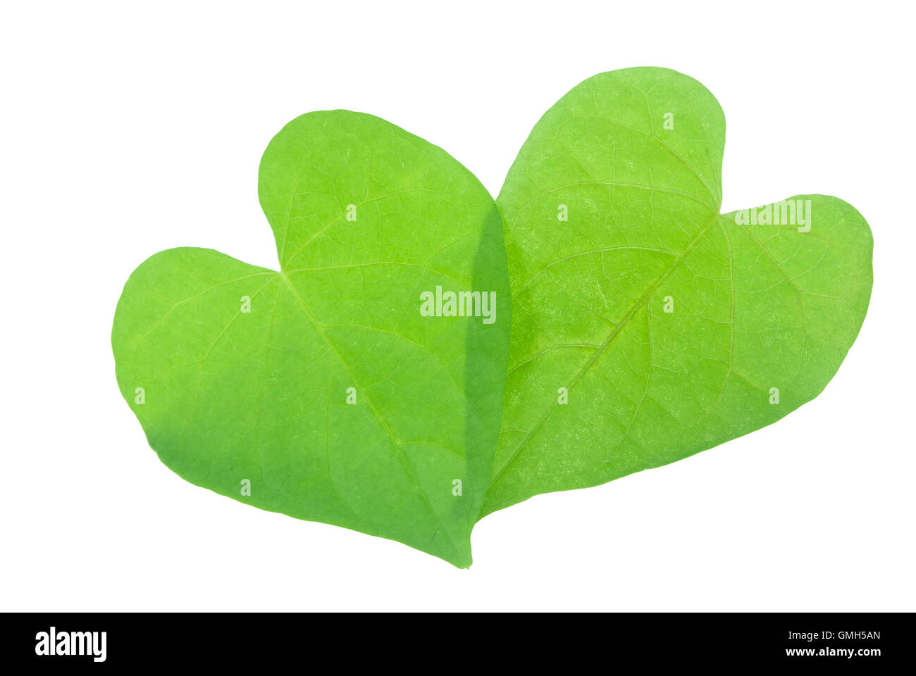 The leaf love Cut Out Stock Images & Pictures - Alamy