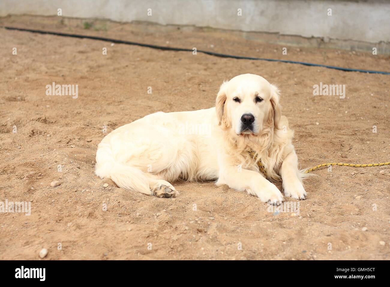 Golden Retriever lies on sand Stock Photo - Alamy