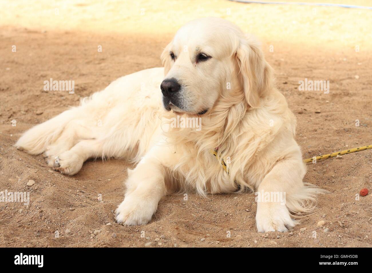 Golden Retriever lies on sand Stock Photo - Alamy
