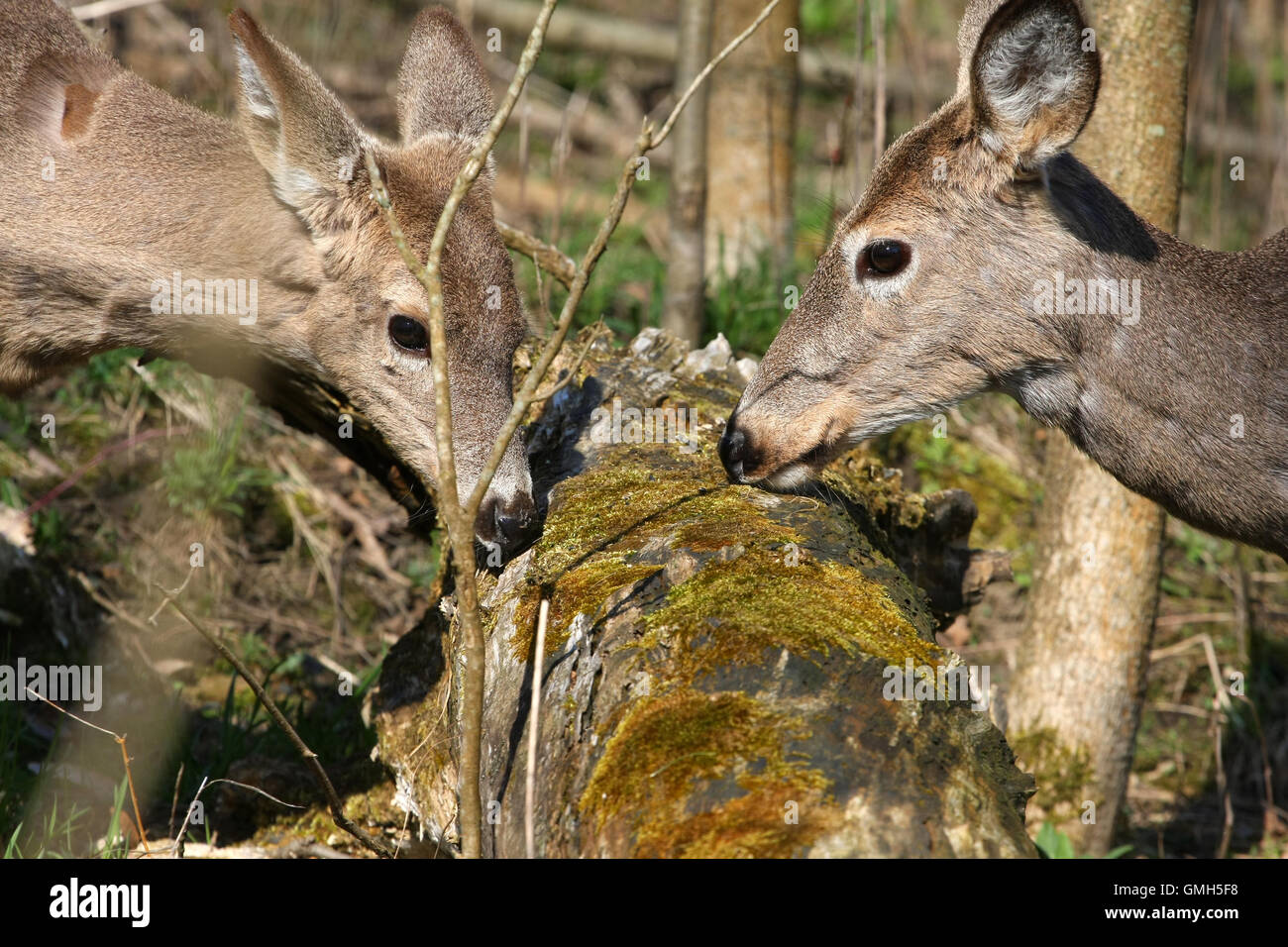 Deer reproduction animal hi-res stock photography and images - Alamy