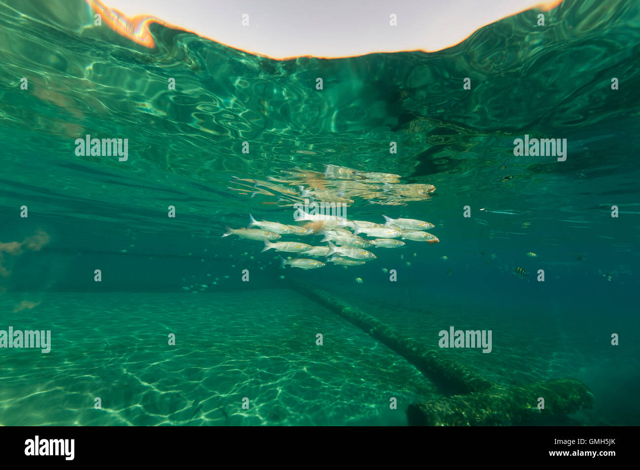 Foldlip mullet in the Red Sea Stock Photo - Alamy
