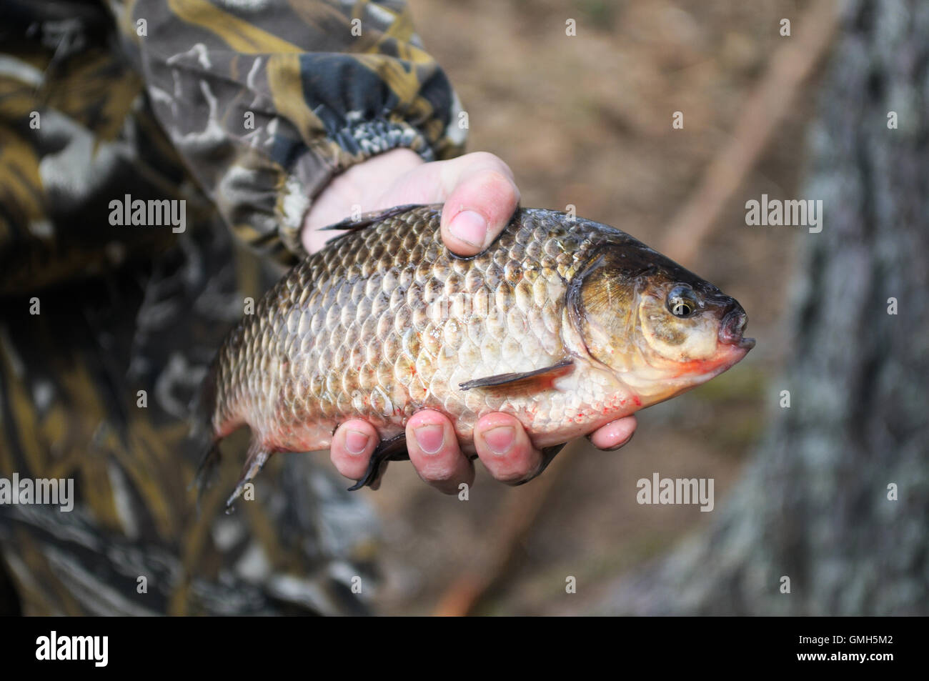 Fish in hand Stock Photo - Alamy