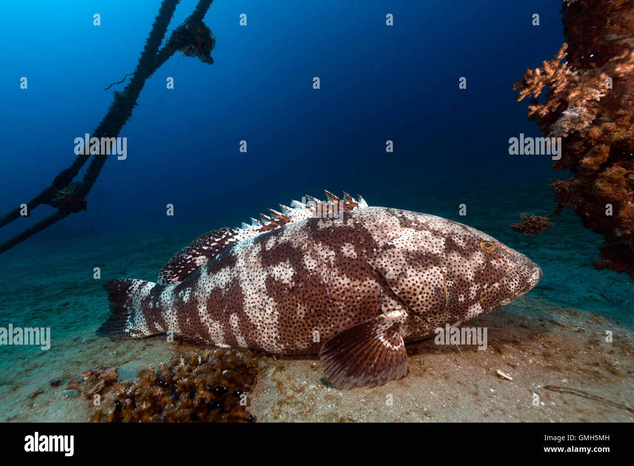 Malabar grouper the tropical waters of the Red Sea Stock Photo - Alamy