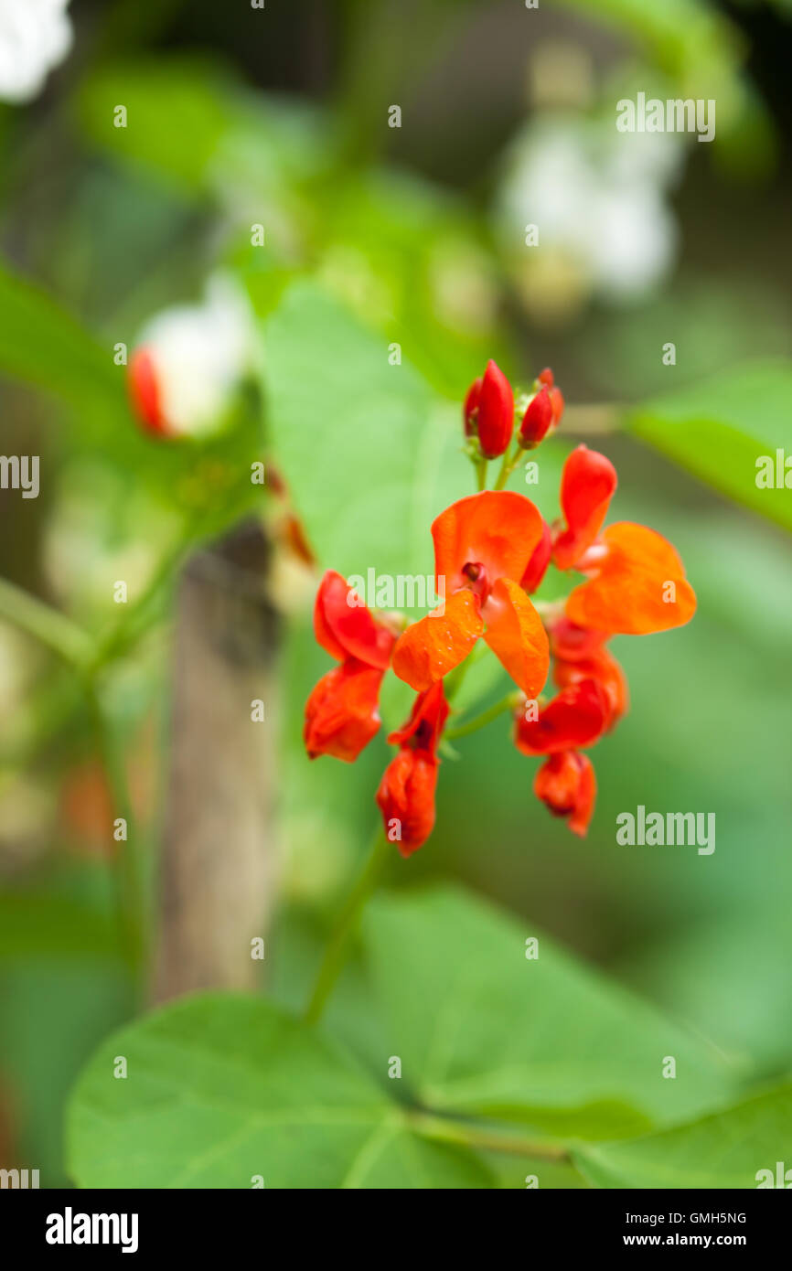 Bean crop hi-res stock photography and images - Alamy