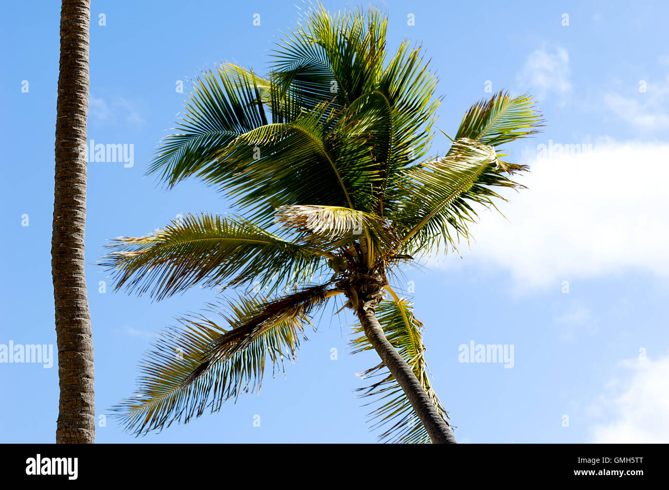 Folded palm leaf hi-res stock photography and images - Alamy