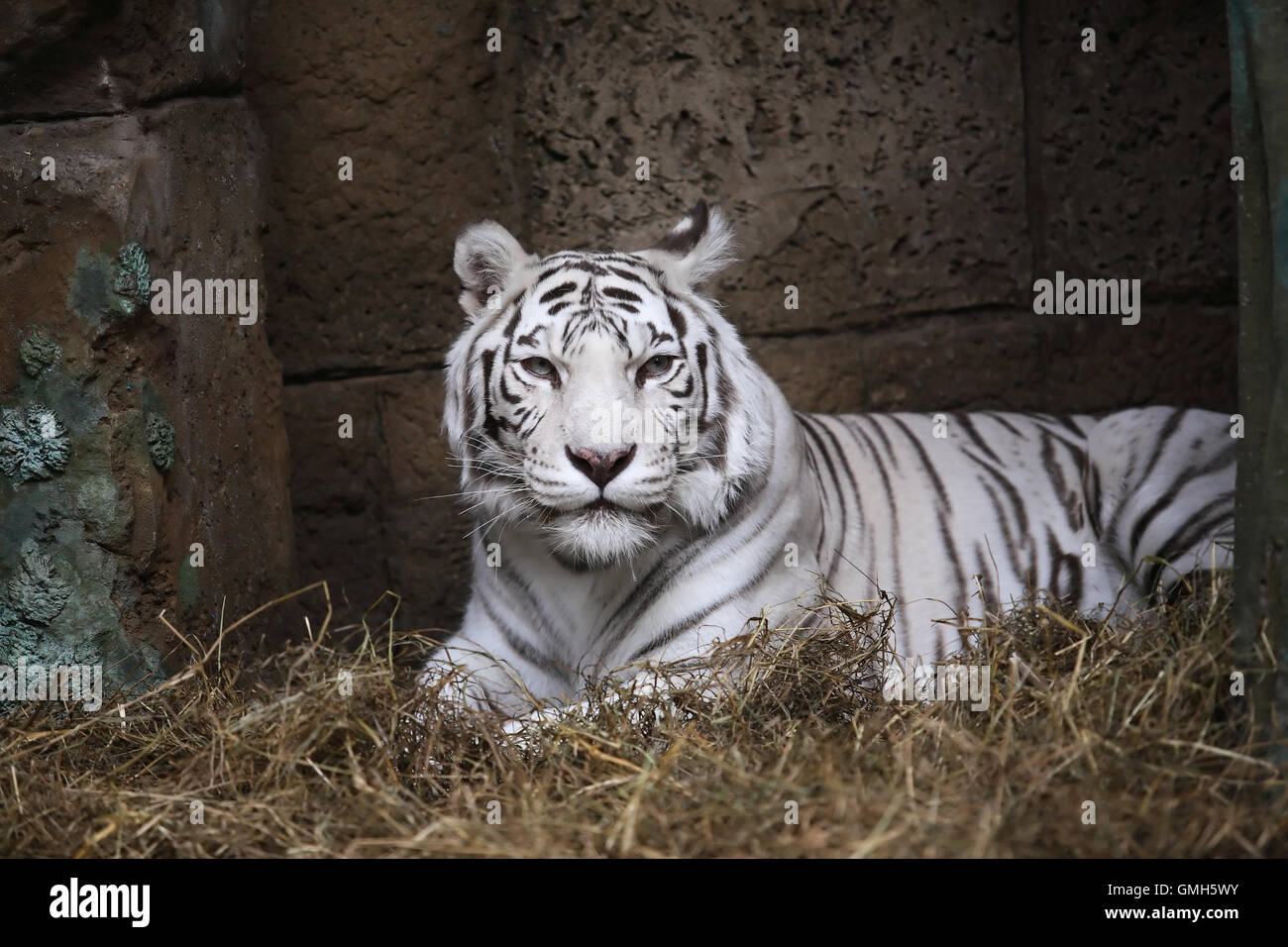 White Tiger In Zoo Stock Photo - Alamy