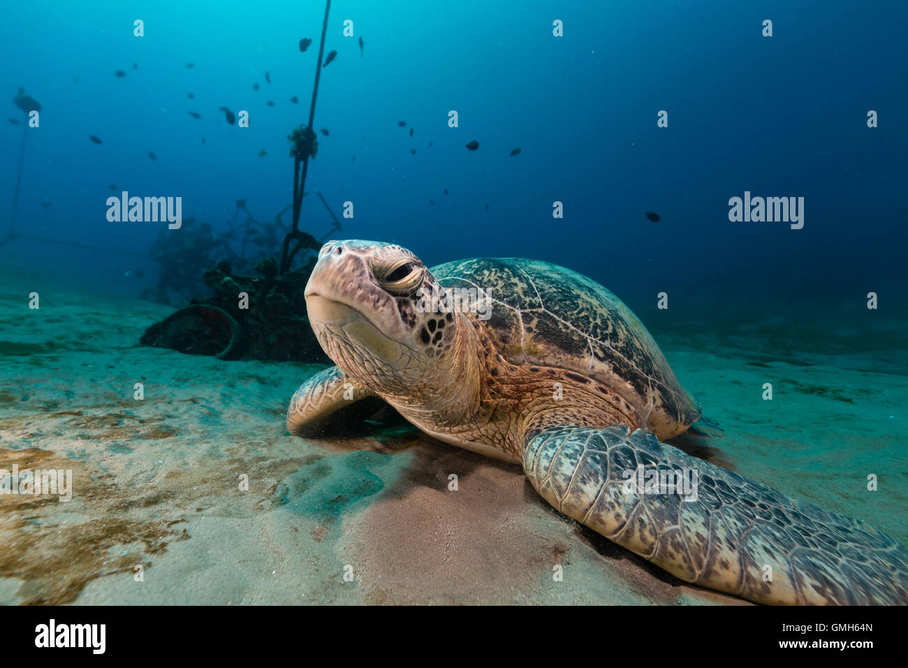 Female green turtle in the Red Sea Stock Photo - Alamy
