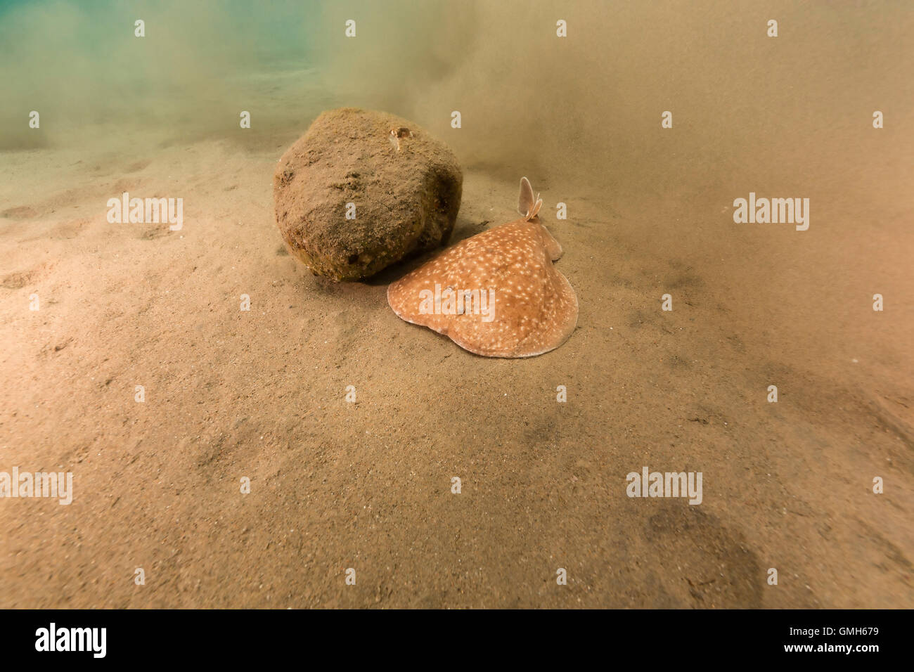 Leopard torpedo ray in the Red Sea Stock Photo - Alamy