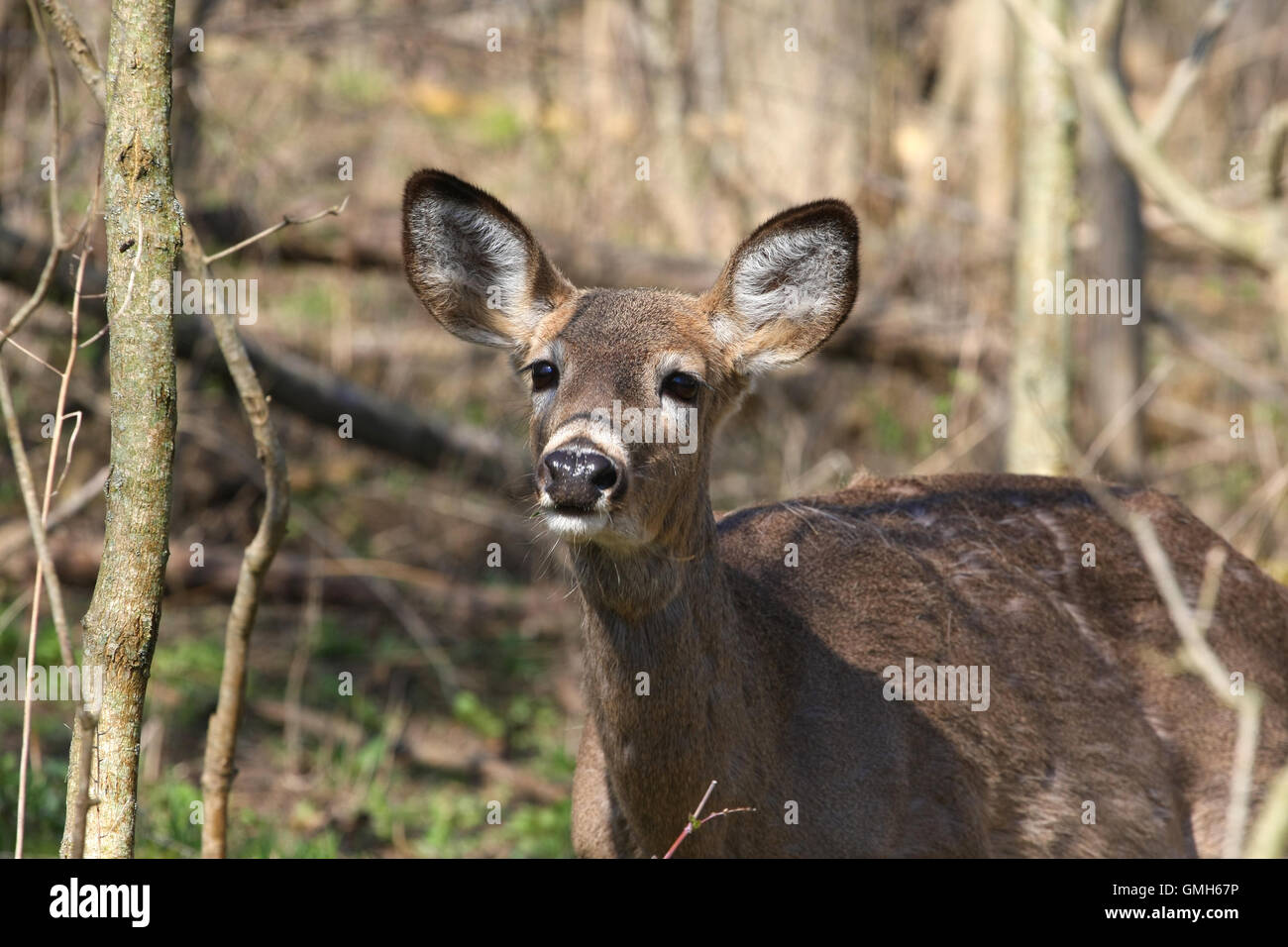 Deer reproduction animal hi-res stock photography and images - Alamy