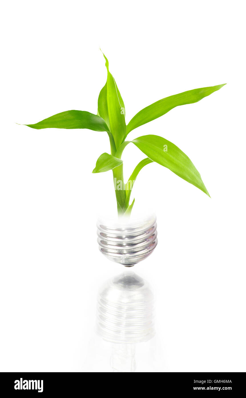Light bulb with plant inside hi-res stock photography and images - Alamy