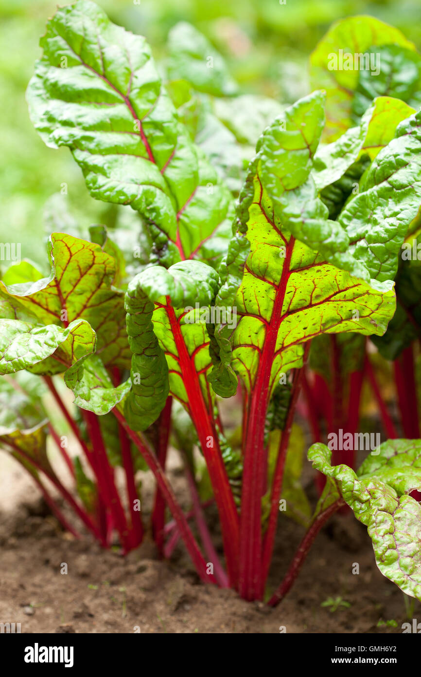 mangold in the garden Stock Photo - Alamy
