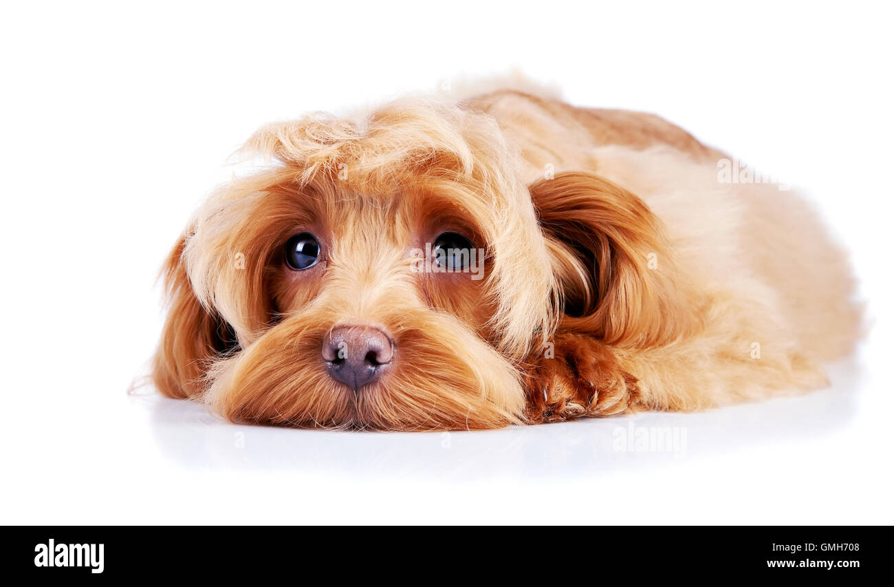 Dog paw protection Cut Out Stock Images & Pictures - Alamy