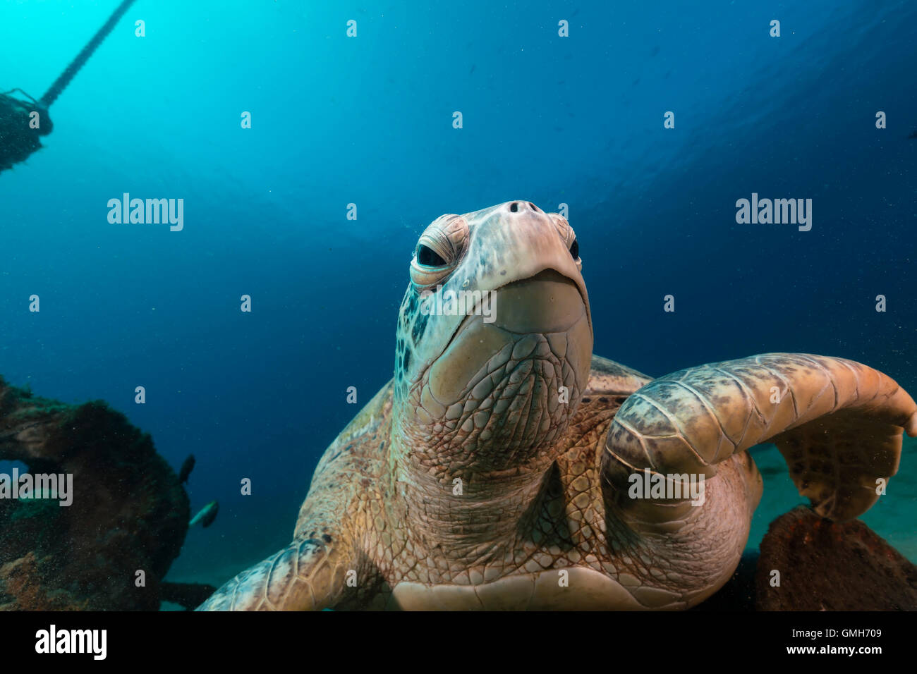 Female green turtle in the Red Sea Stock Photo - Alamy