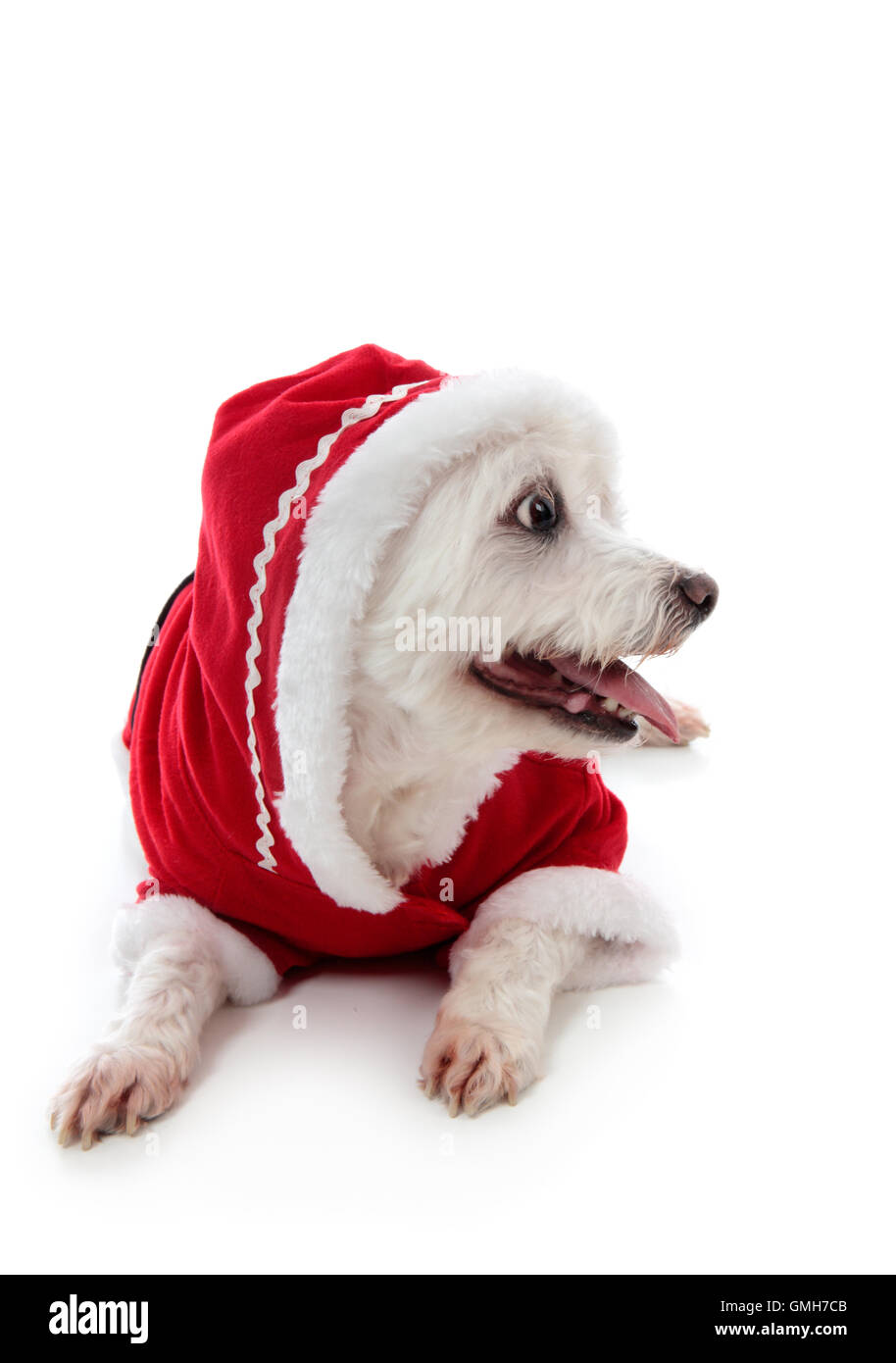 Dog wearing a little red riding hood Stock Photo - Alamy
