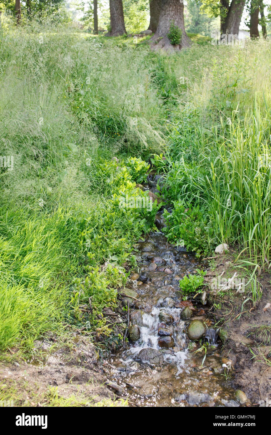 Stream moss light beam hi-res stock photography and images - Alamy
