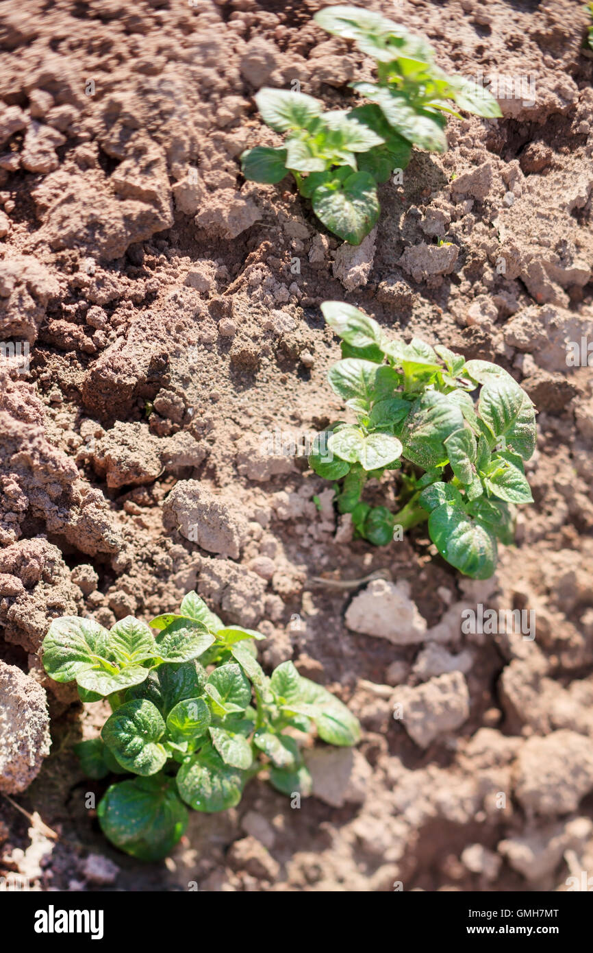 Potato field point hi-res stock photography and images - Alamy