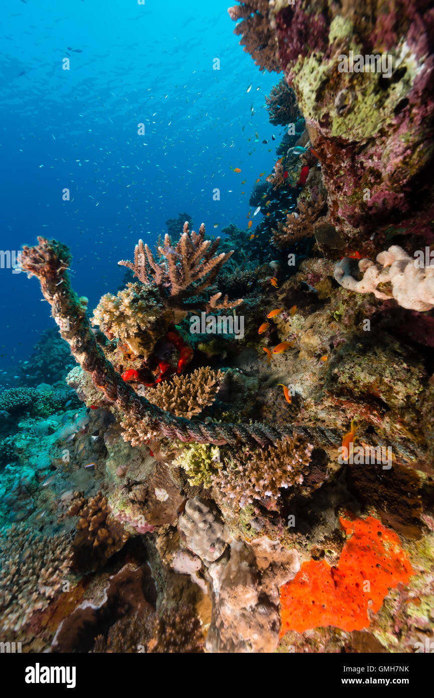 Tropical waters of the Red Sea Stock Photo - Alamy