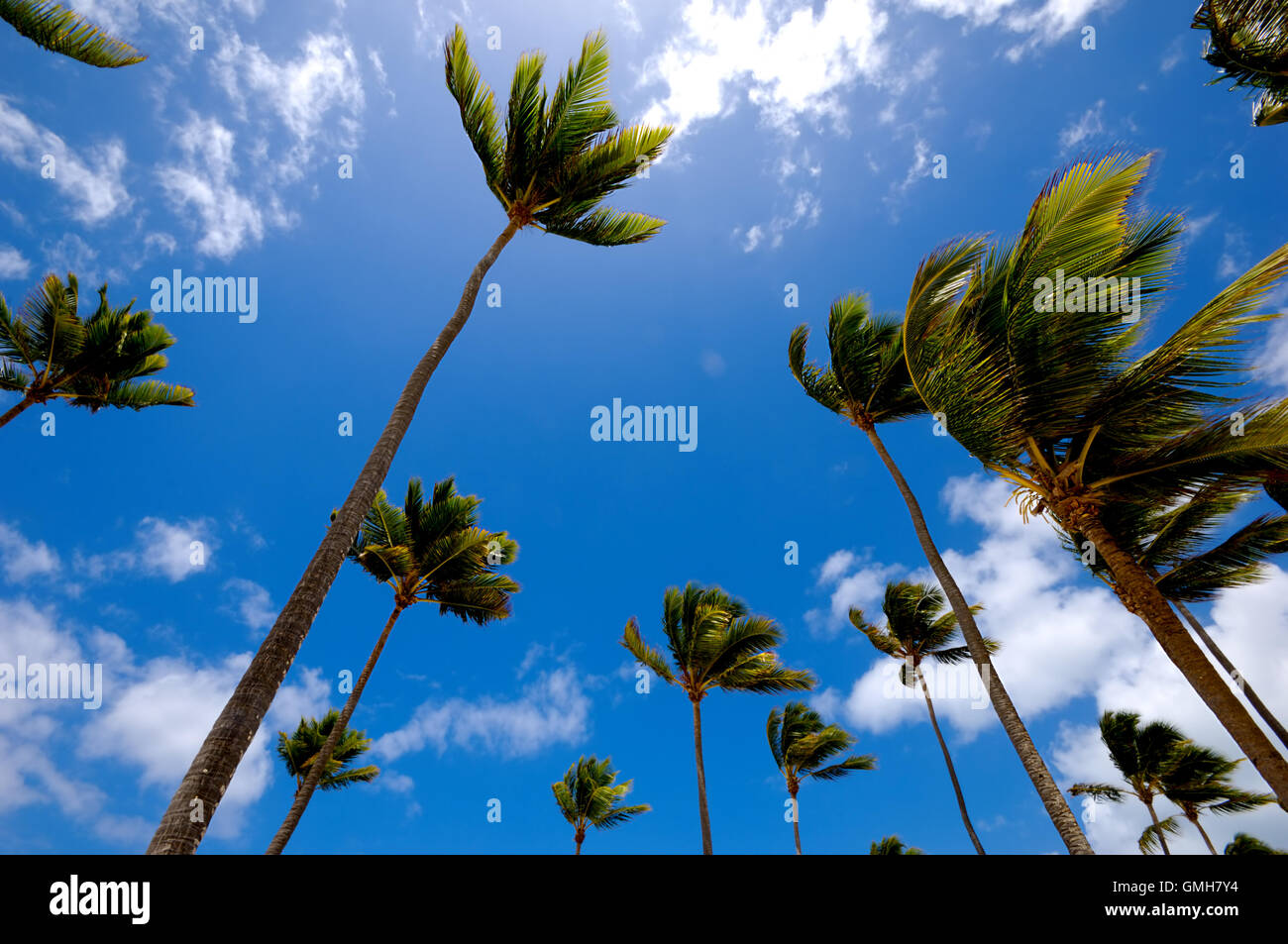 Folded palm leaf hi-res stock photography and images - Alamy