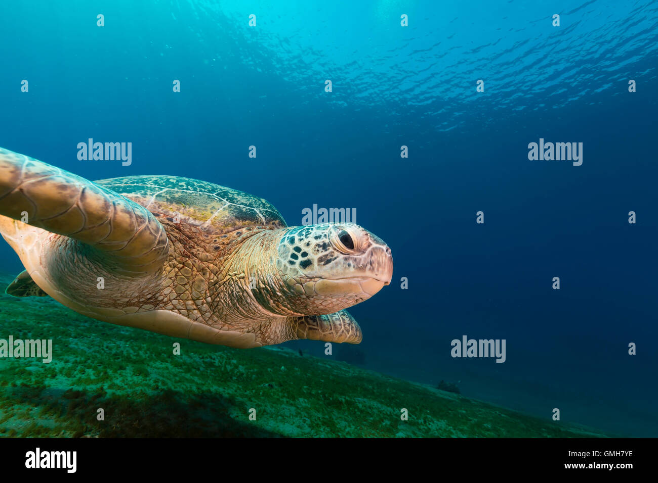 Female green turtle in the Red Sea Stock Photo - Alamy