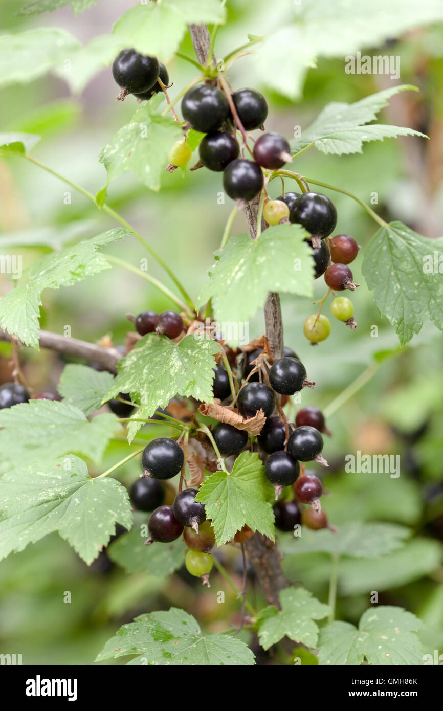Currant branch hi-res stock photography and images - Alamy