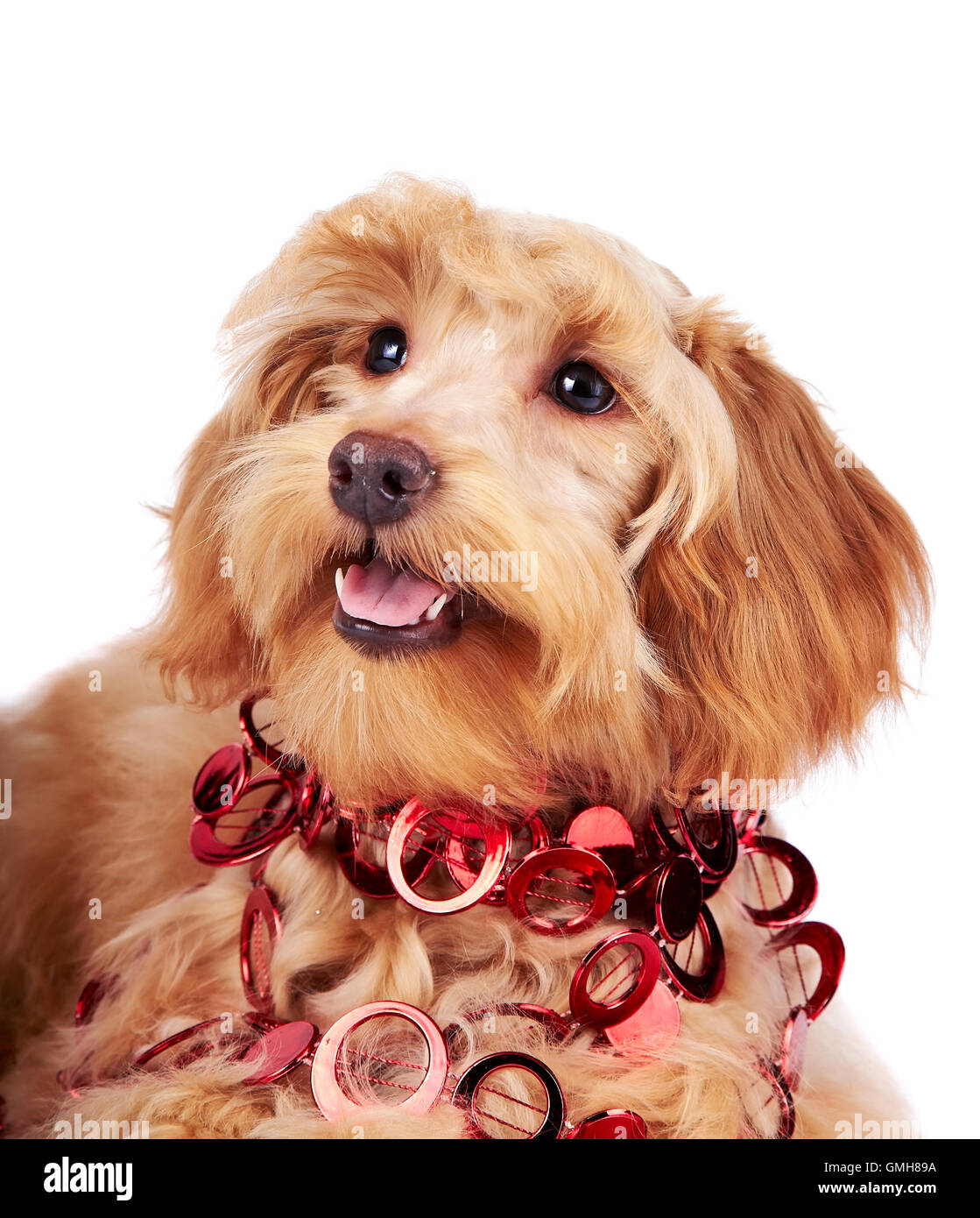 Portrait of a decorative dog with red ornament Stock Photo - Alamy