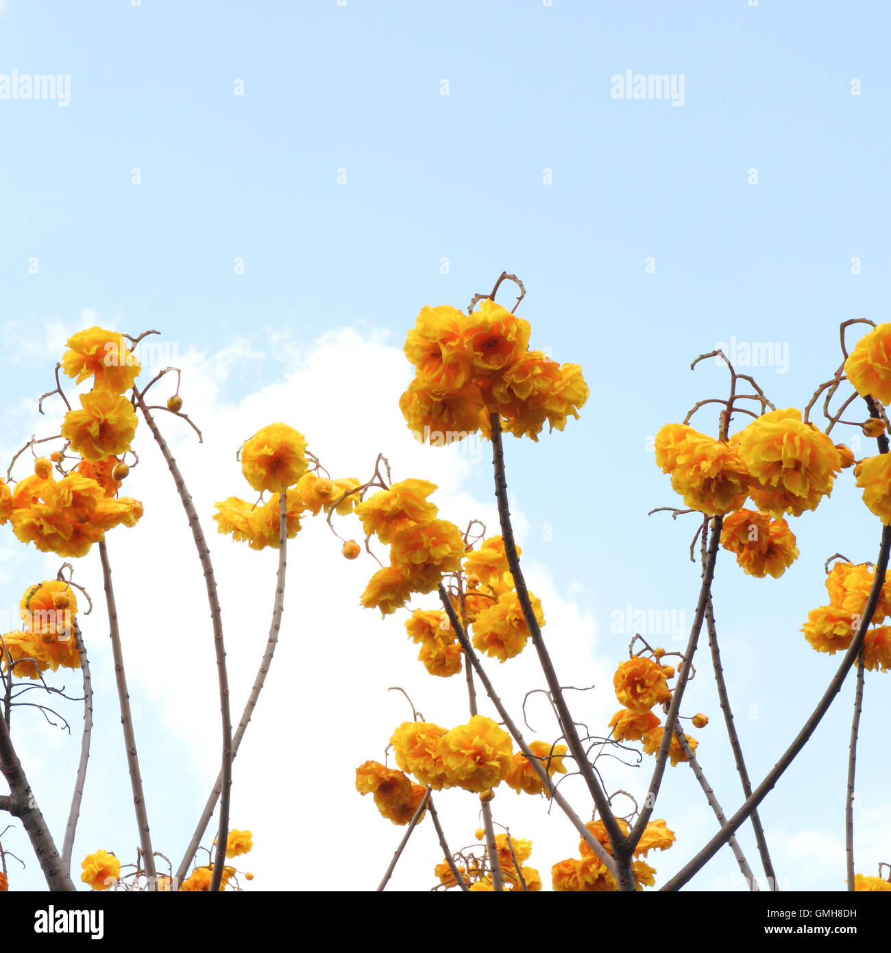 Cochlospermum regium tree hi-res stock photography and images - Alamy