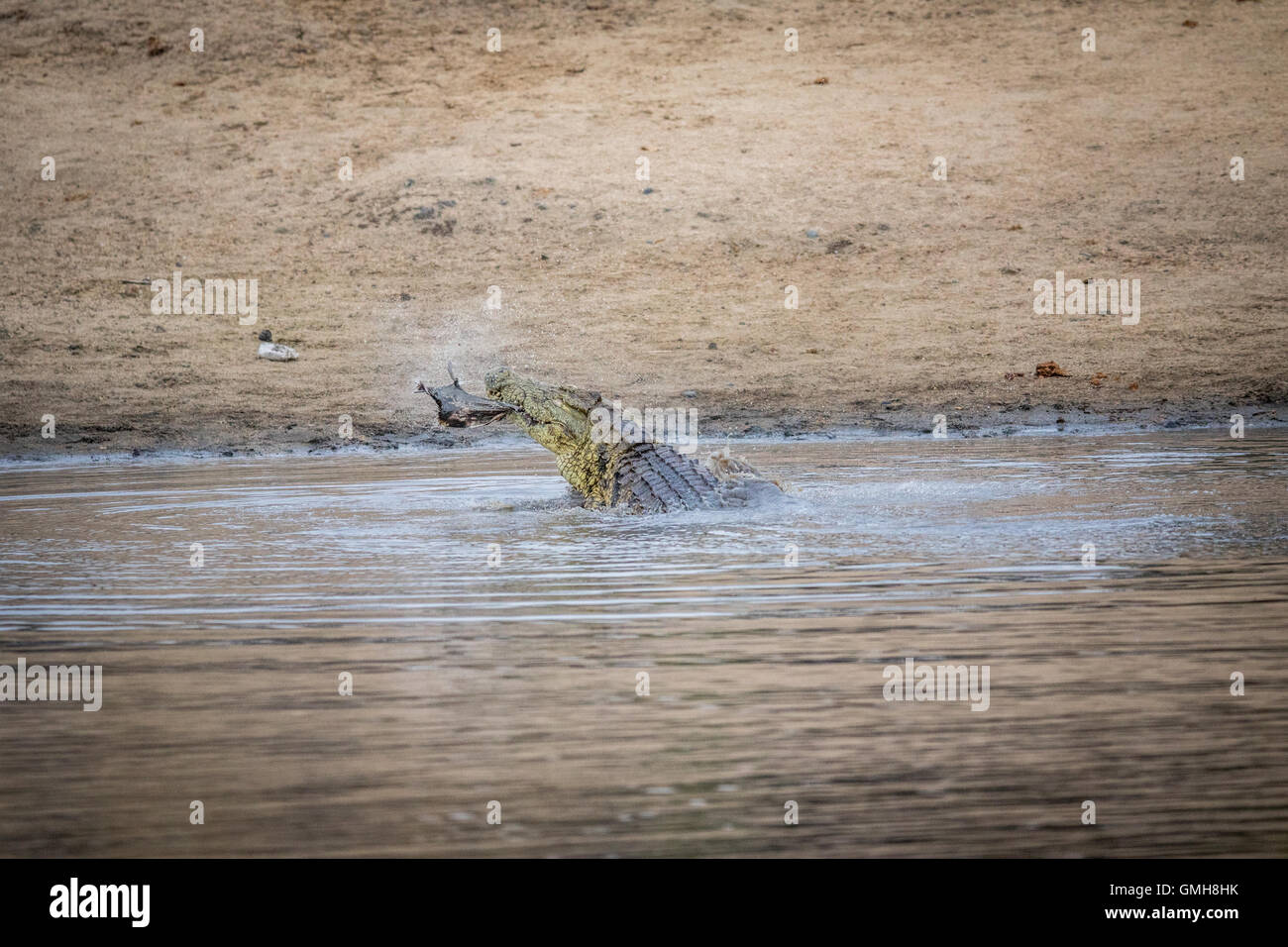 Crocodile eating an Impala in a dam in the Kruger National Park, South ...