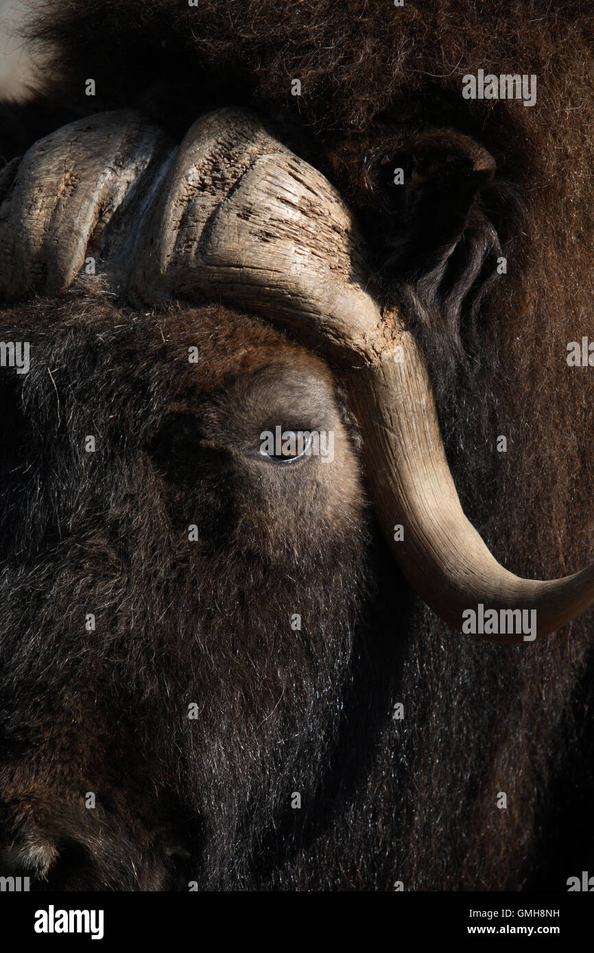 The musk ox farm hi-res stock photography and images - Alamy