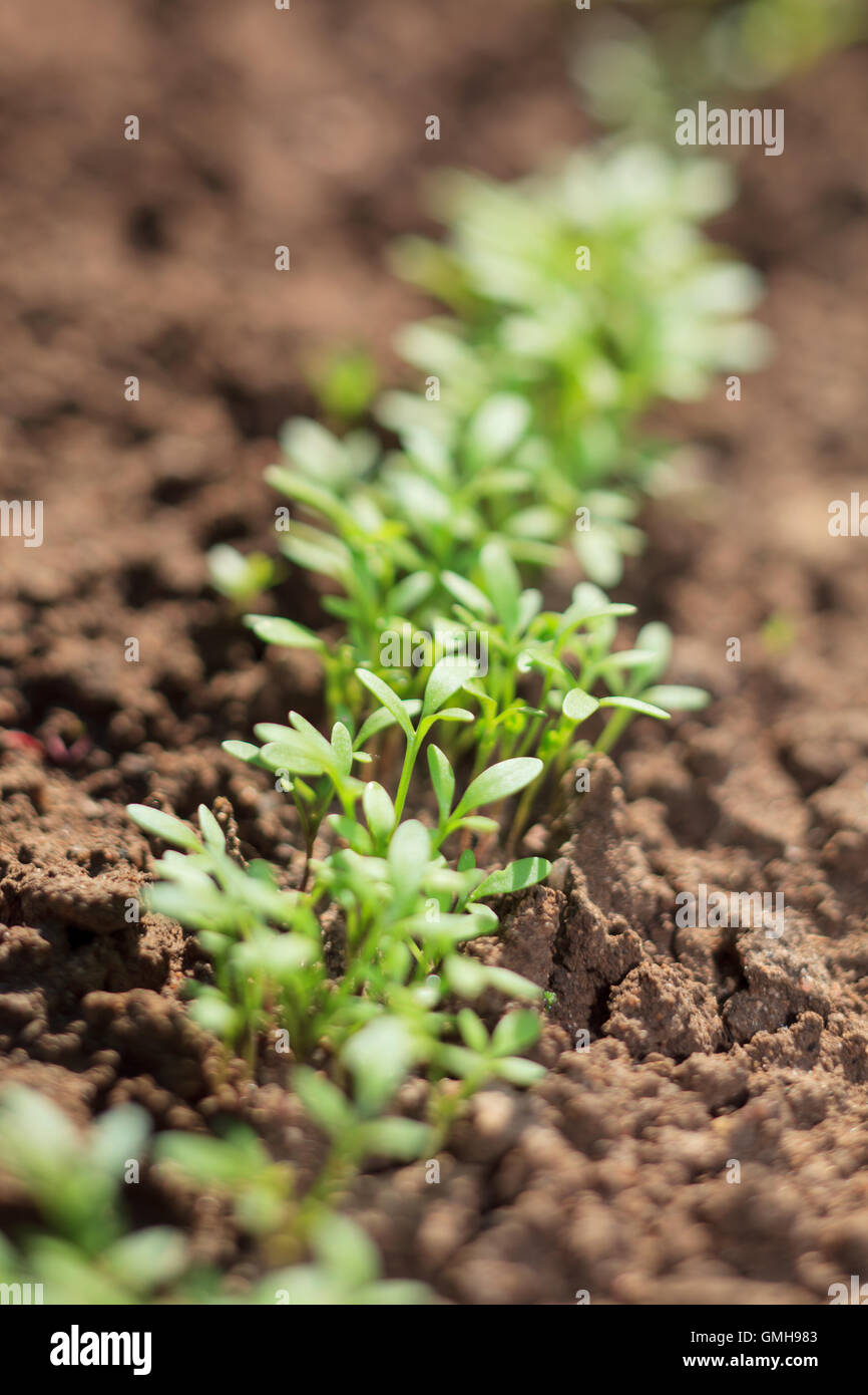 Peppery watercress hi-res stock photography and images - Alamy