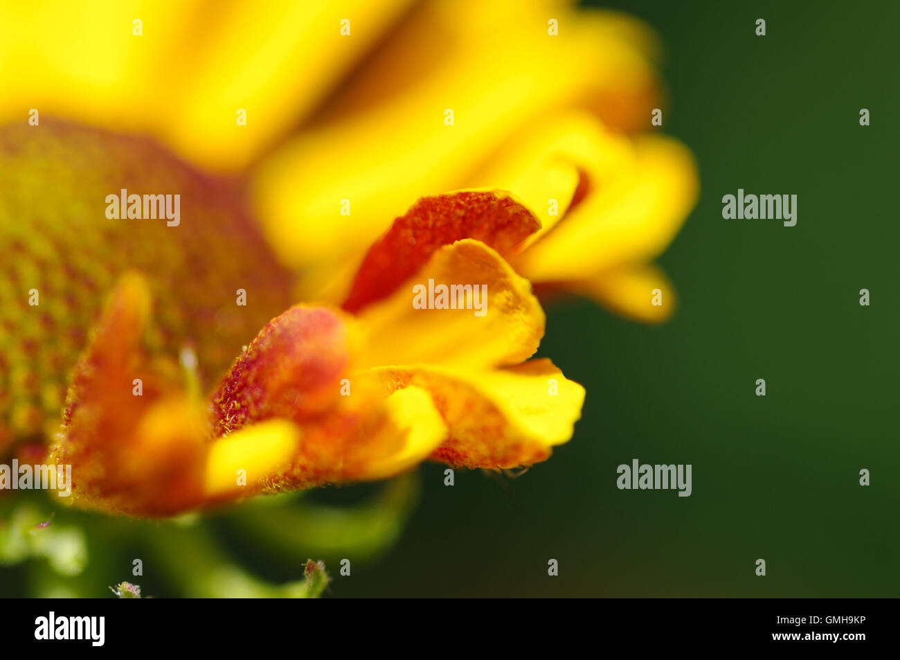 Close up of red orange yellow helenium flower petals Stock Photo - Alamy