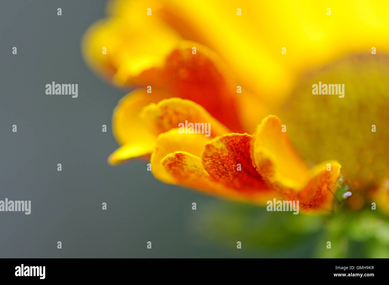 Helenium flower hi-res stock photography and images - Alamy
