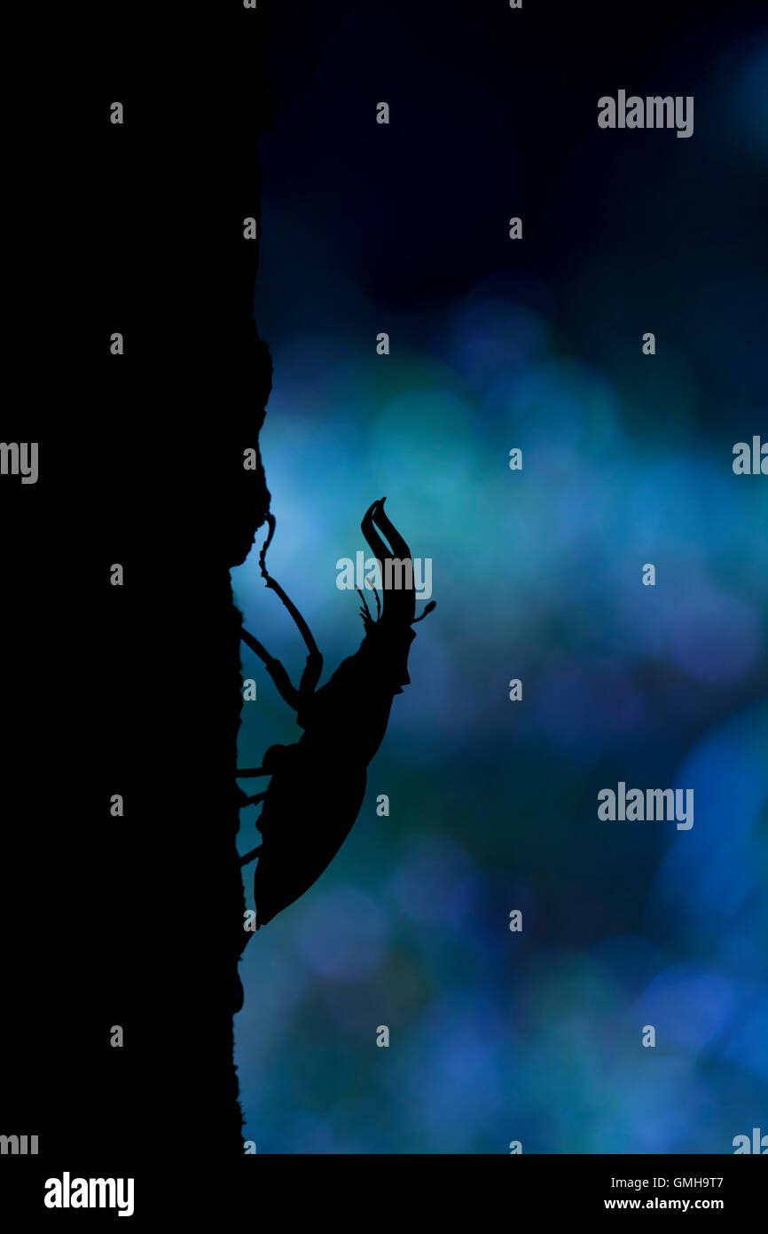 Stag beetle in night Stock Photo - Alamy