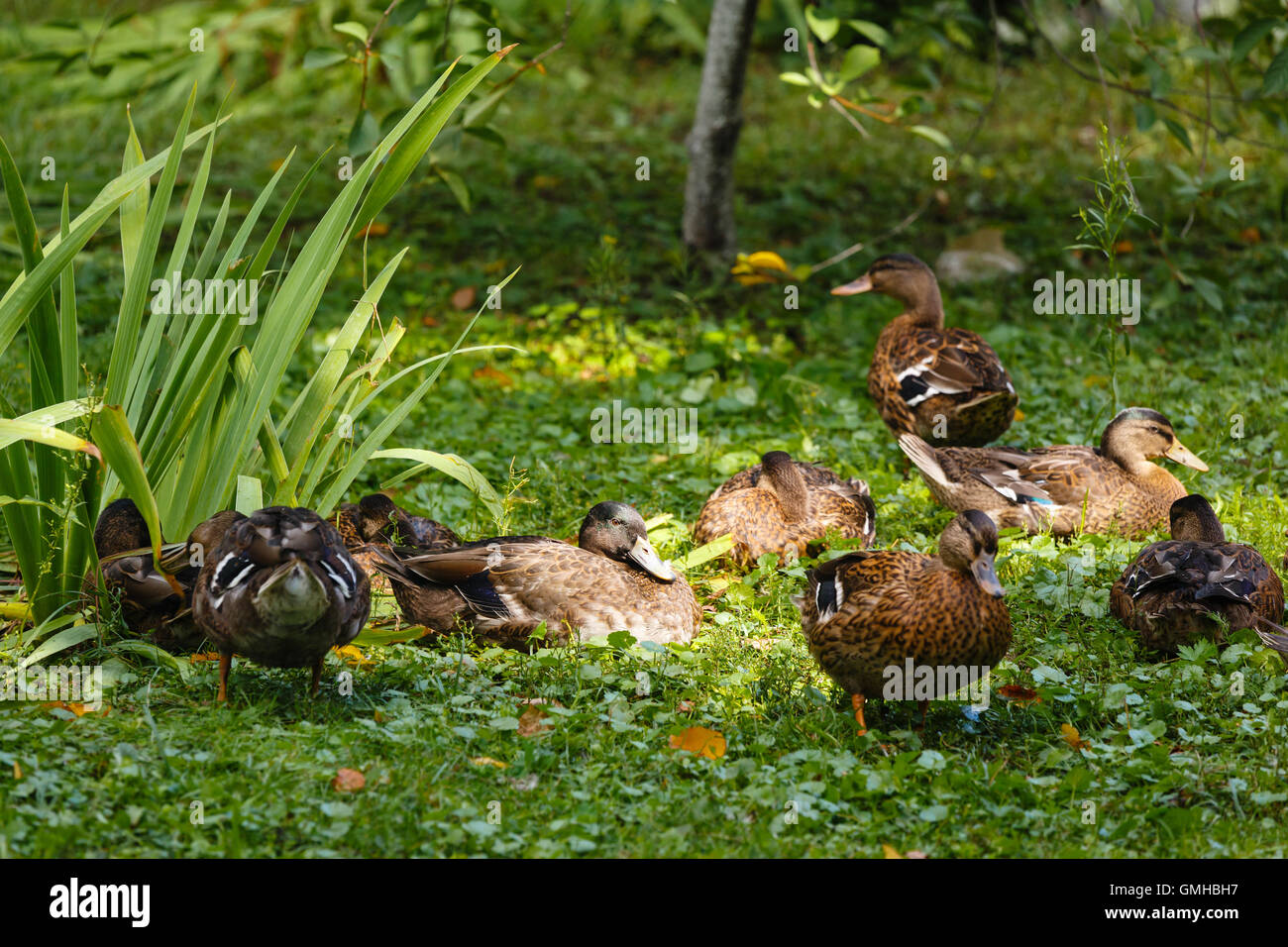 Sun lit bird hi-res stock photography and images - Alamy