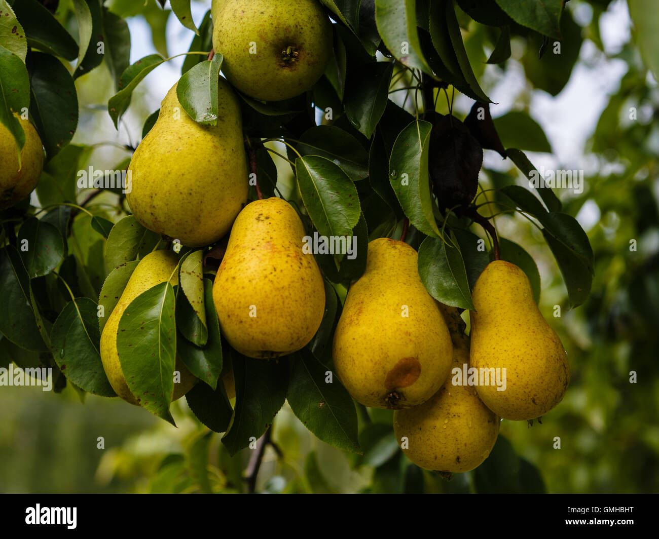 Branch of pears hi-res stock photography and images - Alamy
