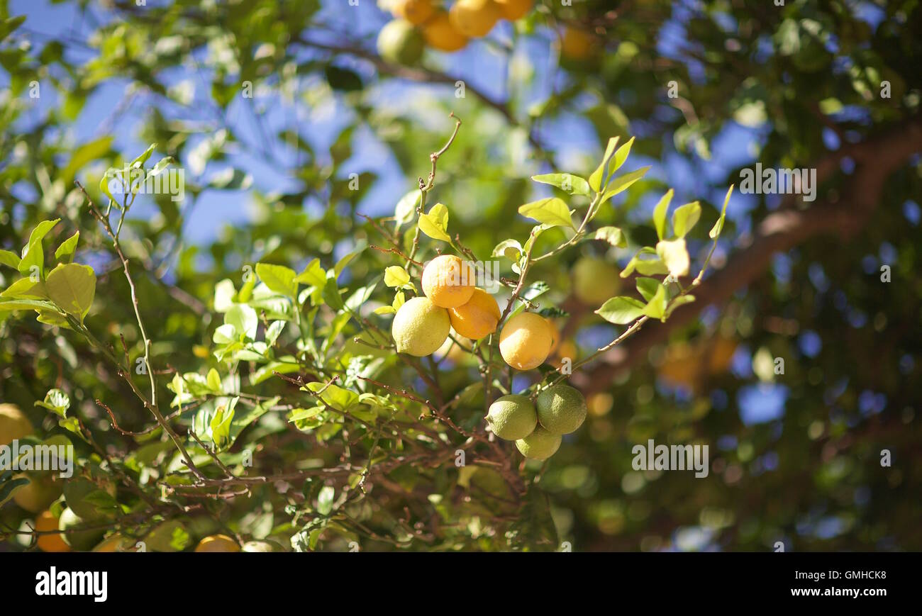 Lemons cyprus hi-res stock photography and images - Alamy