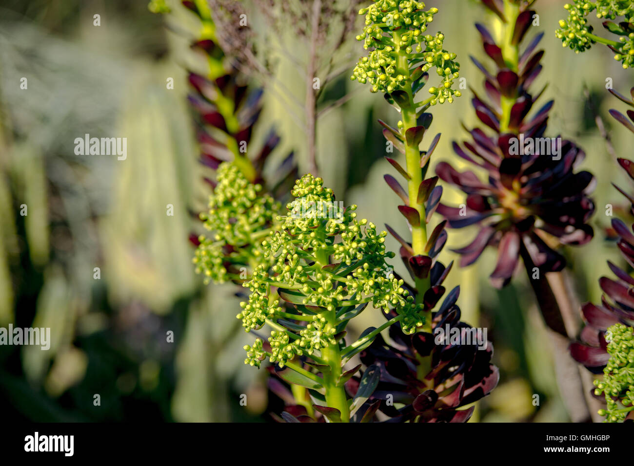 Cacti and wildflowers hi-res stock photography and images - Alamy