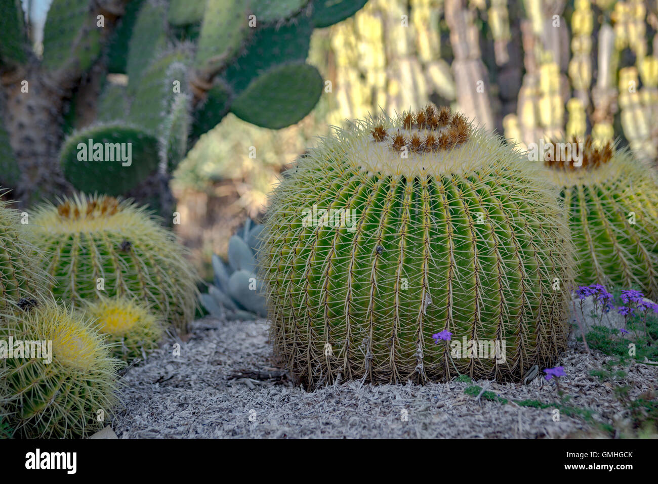 Ball cactus blooms hi-res stock photography and images - Alamy
