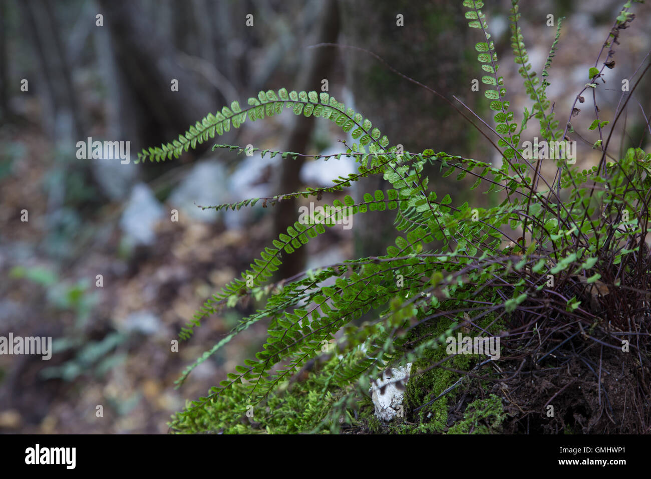 Detail of fern plant in a forest in Italy Stock Photo - Alamy