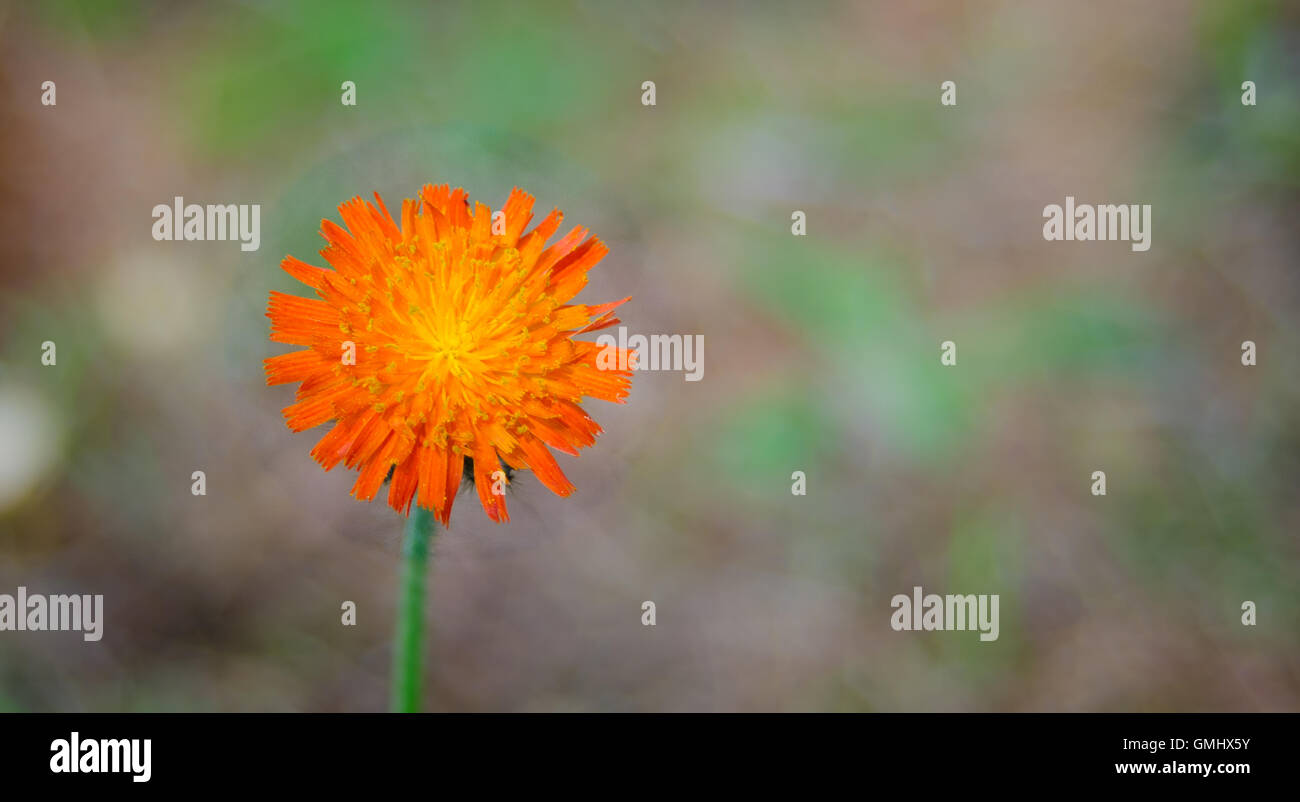 Orange weed flower, Hawkweed, of genus Hieracium Stock Photo - Alamy