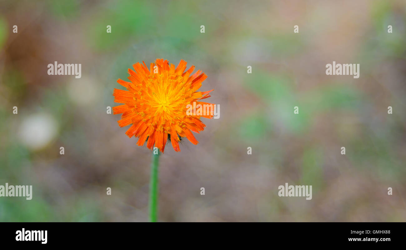 Orange weed flower, Hawkweed, of genus Hieracium Stock Photo - Alamy