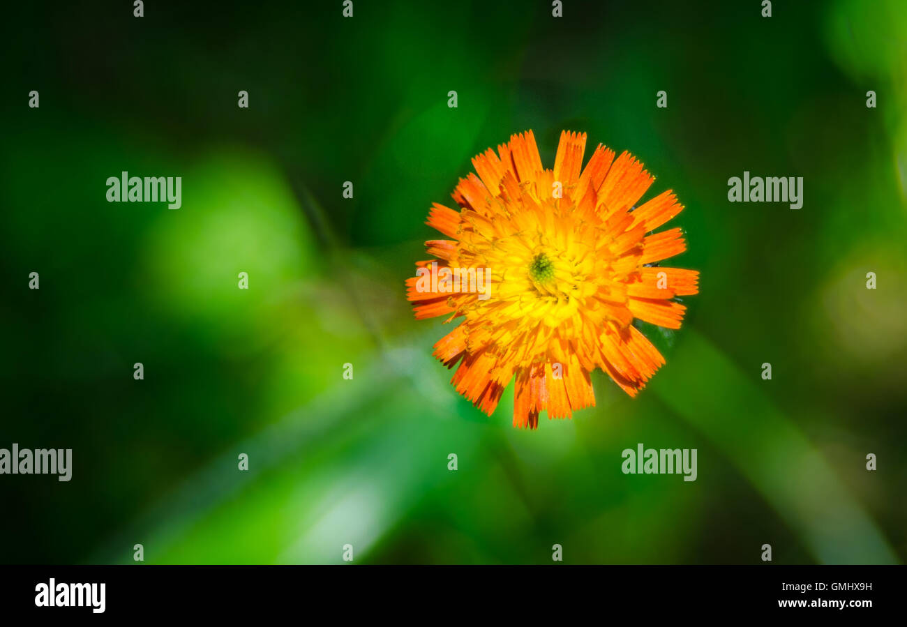 Orange weed flower, Hawkweed, of genus Hieracium Stock Photo - Alamy