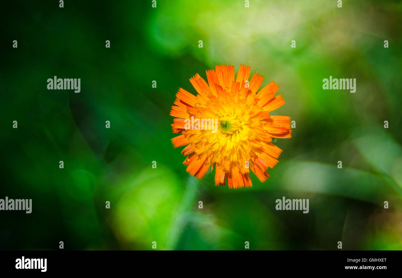 Orange weed flower, Hawkweed, of genus Hieracium Stock Photo - Alamy